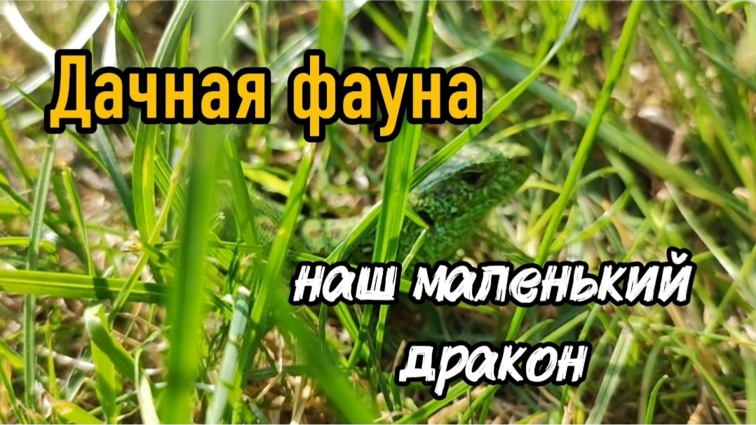 Дачная фауна. Наш маленький дракон.