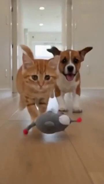 🐱🐶 МИЛАЯ ДРУЖБА: котёнок и щенок, которые украдут твоё сердце