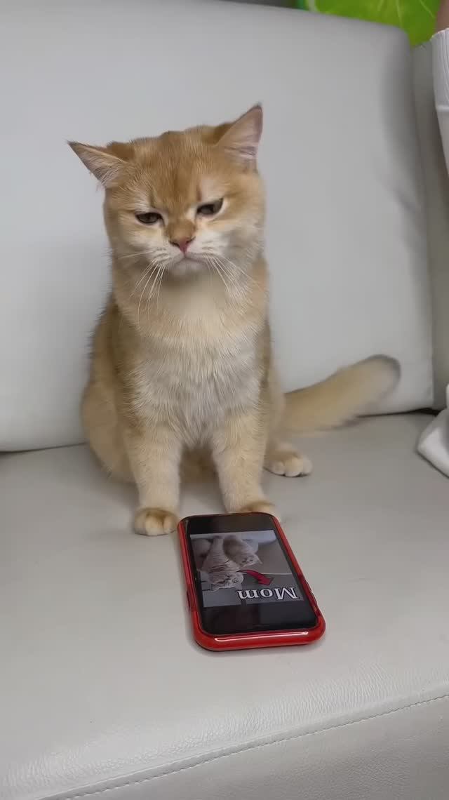 Она не моя мама… #кошка #кошки