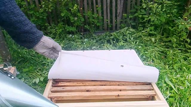 Решил заняться пчеловодством ) практики ноль , пчёл первый раз вижу )