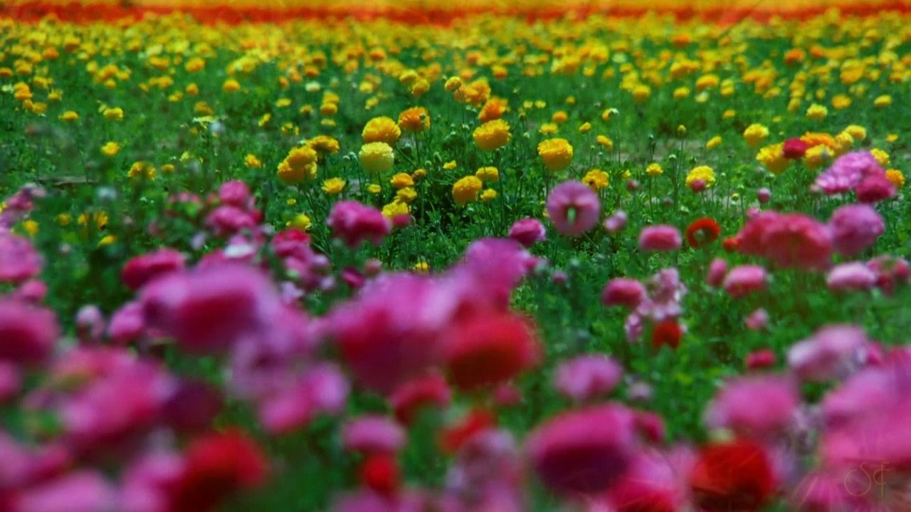 Mehdi - Blossoming flowers