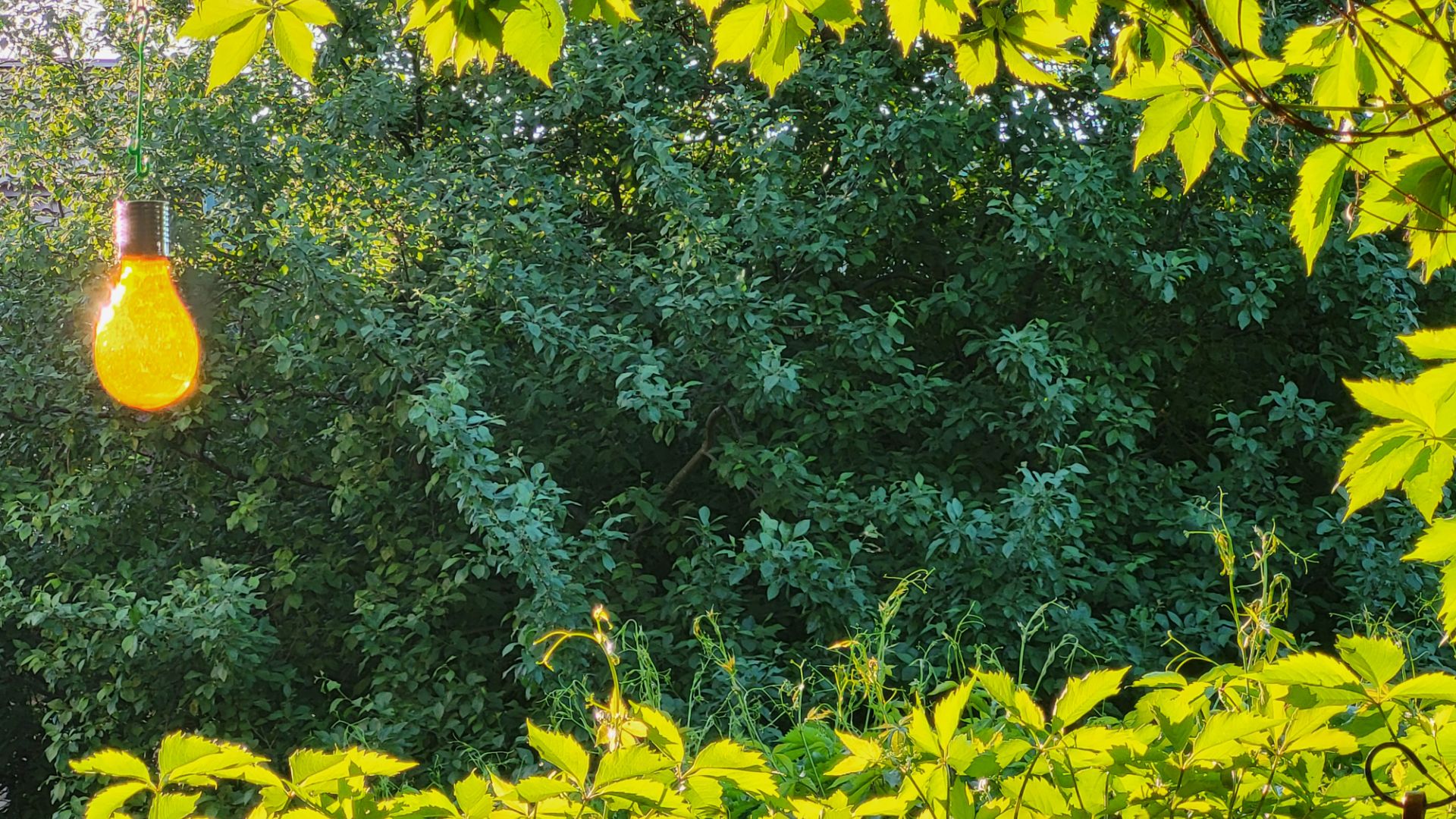 Коты в последний день весны. The last days of spring