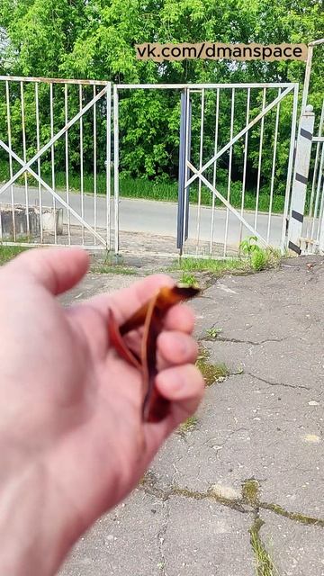 Крымская акация в Подмосковье