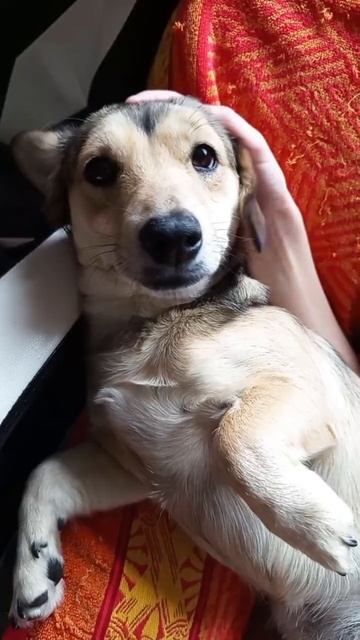 Тот самый момент чистого счастья 🐕💨 ( Наша Лола в своем релаксе )