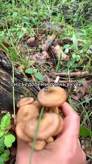 #популярное