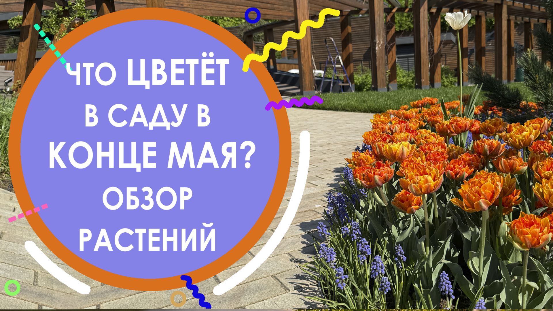 Что цветёт в саду в конце мая? Обзор растений и идеи для сада