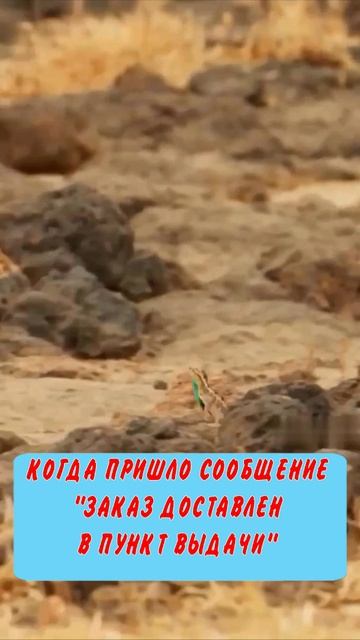 Юмор 5 звезд - #юмор #смешно #ржач #прикол #анекдот #веселоевидео
