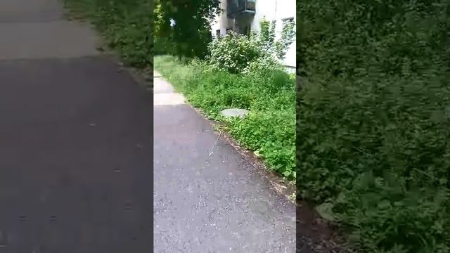 дневной стрим