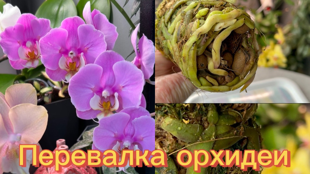 ПЕРЕСАДКА орхидеи в МОХ и кокосовое волокно ✅ #орхидеи