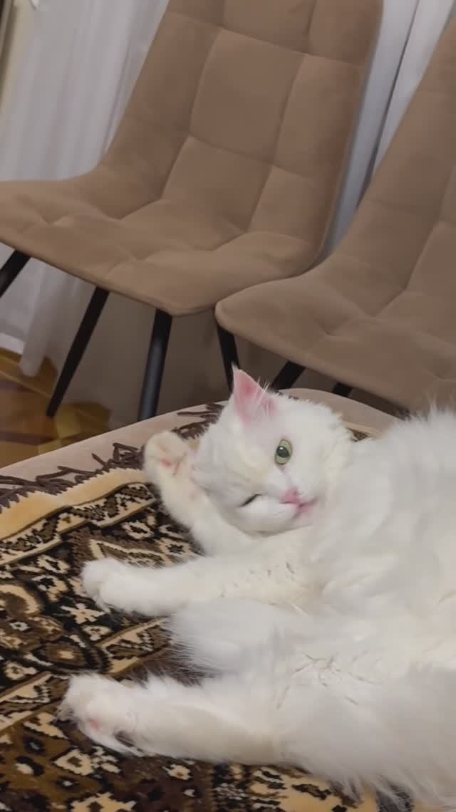 Кошка Мила 😊 Утренний моцион 🌞