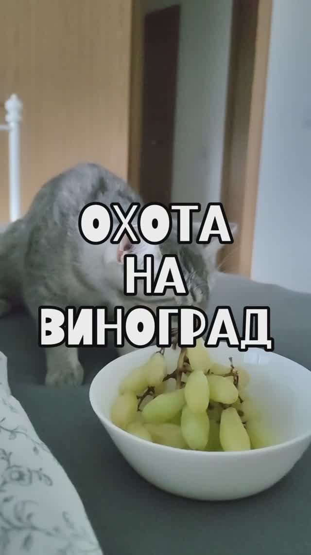 Охота на виноград