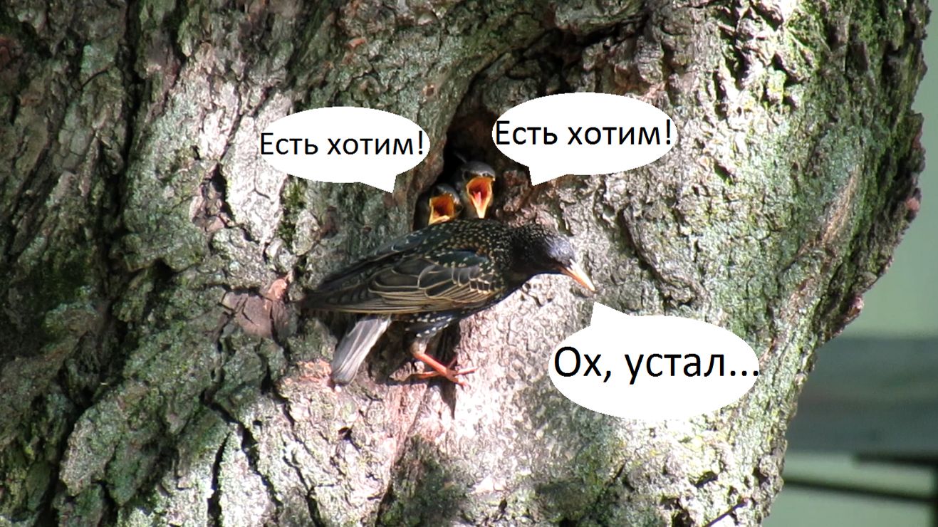 Скворцы кормят птенцов. Забавный момент во время кормёжки (1мин 10сек)