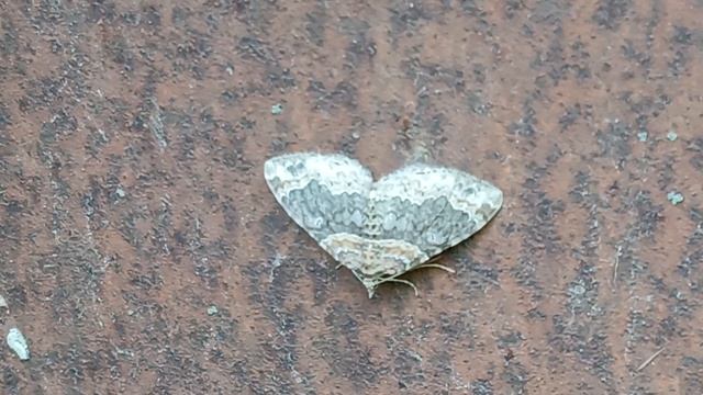 Пяденица цидария изменчивая или ларенция изменчивая (Xanthorhoe ferrugata)