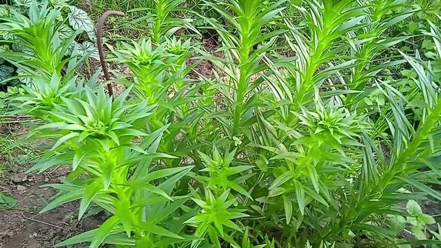 Подкормка лилий в мае во время набора бутонов и защита от красного жука