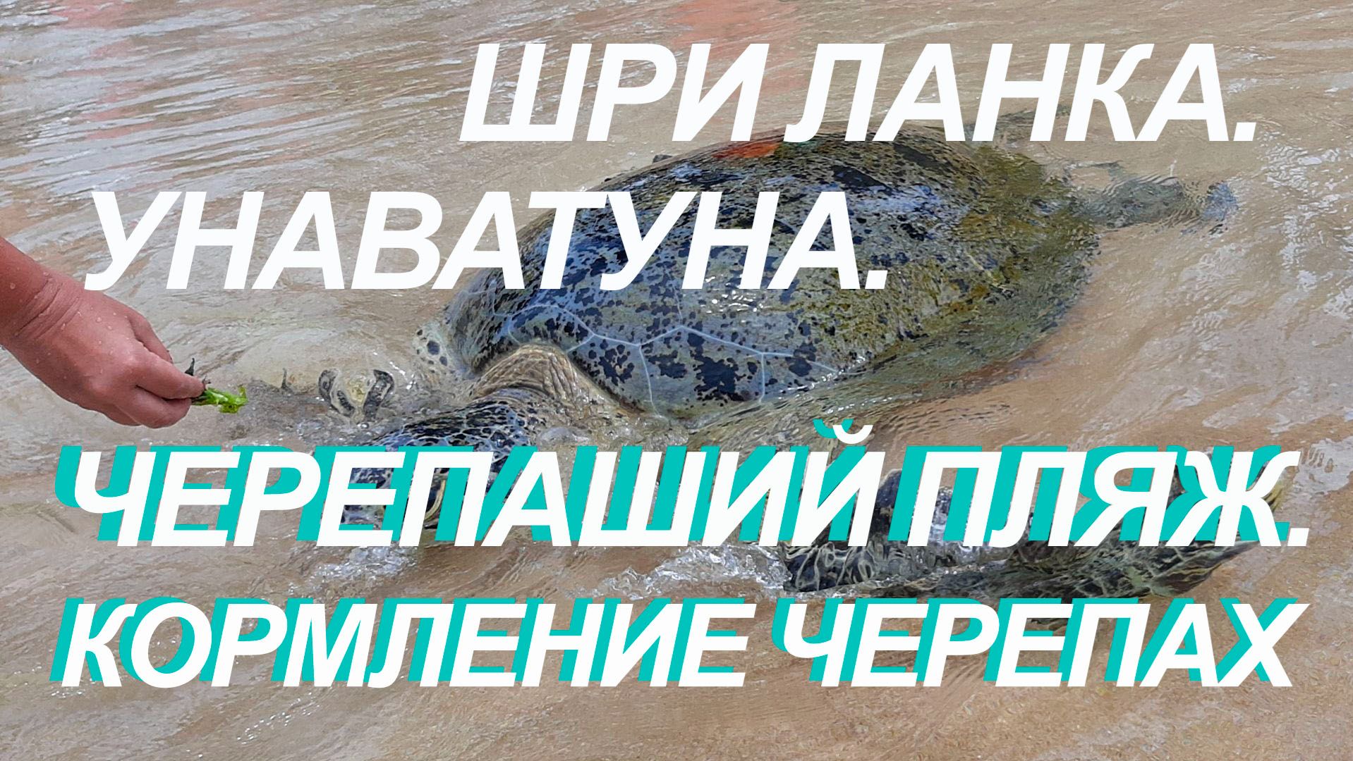 Шри-Ланка. Унаватуна. Черепаший пляж. Кормление гигантских черепах с рук