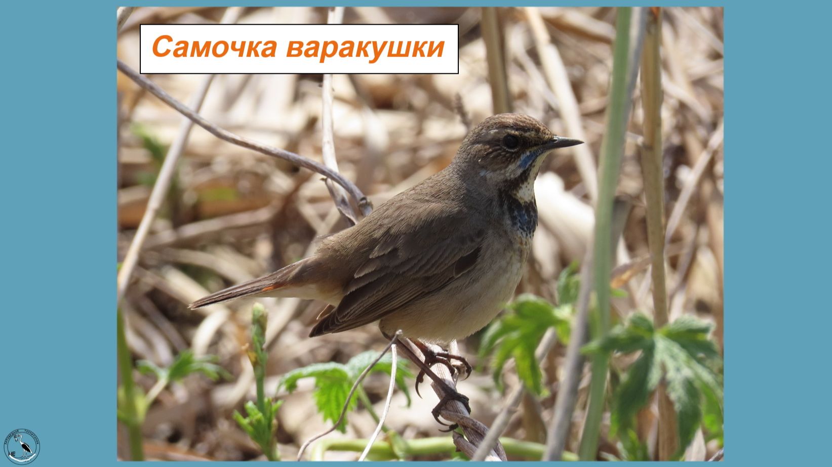 Самка варакушки - просто красавица