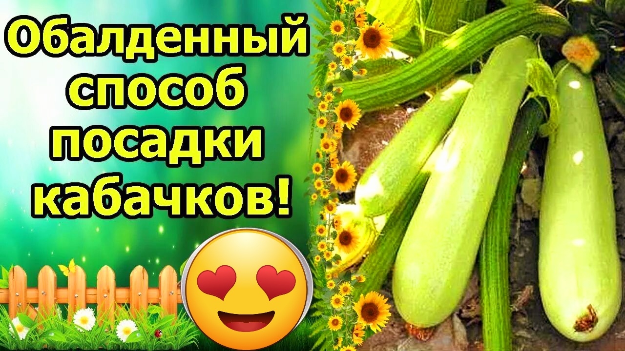 ПОСАДКА КАБАЧКОВ ЧЕМ ЗАПРАВИТЬ ЛУНКИ ДЛЯ ОБИЛЬНОГО УРОЖАЯ