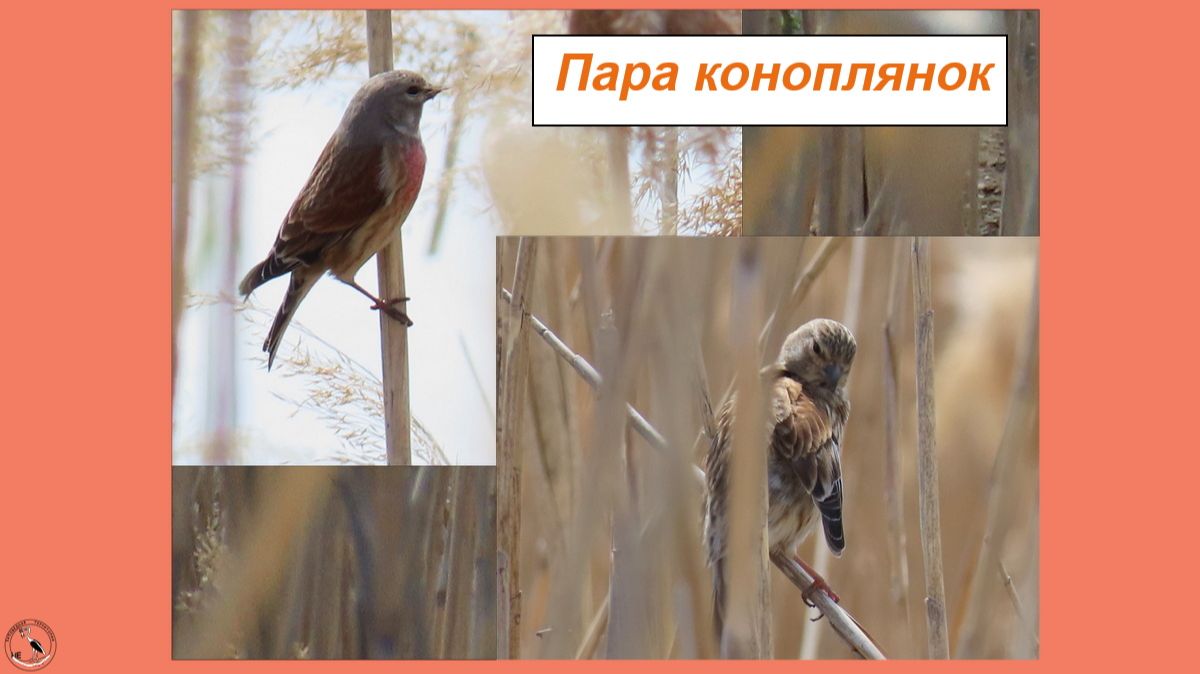 Коноплянки. Самец ждёт, пока самка почистит пёрышки