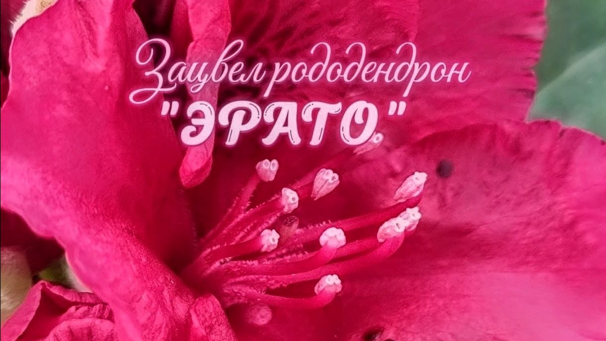 Зацвёл редкий сорт Рододендрона гибридного Эрато, грунт для растения
