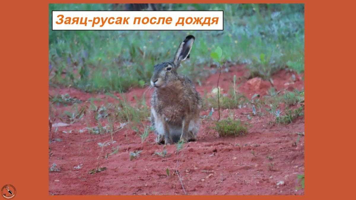Заяц после дождя умылся и убежал