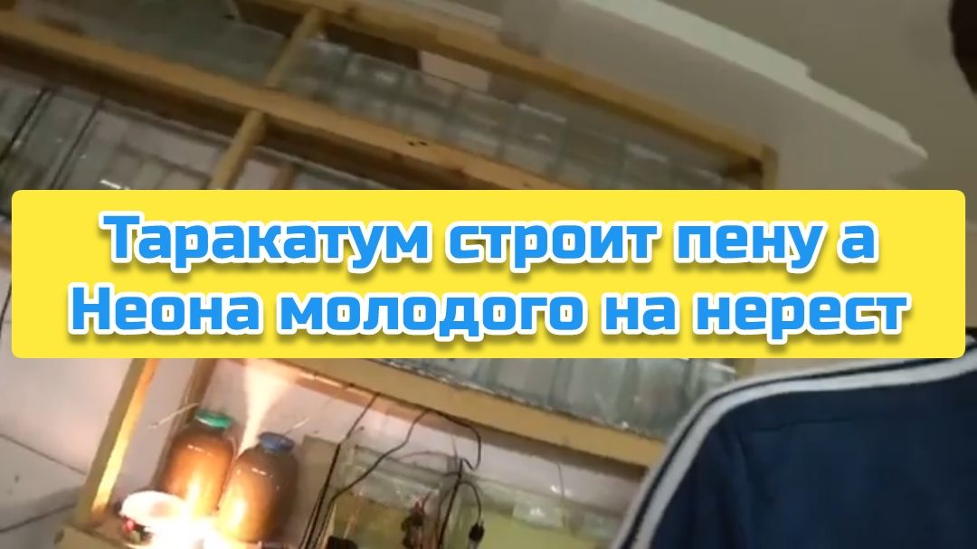 Таракатум строит пену а Неона молодого на нерест