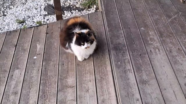 Единственные, кто в Анапе действительно местные🐈🐱😻😸