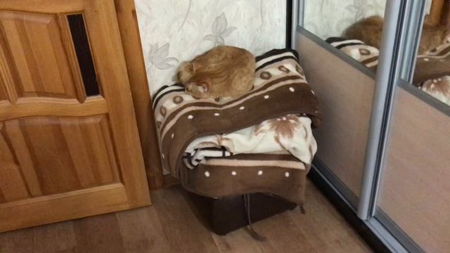 Мурыш лежит.