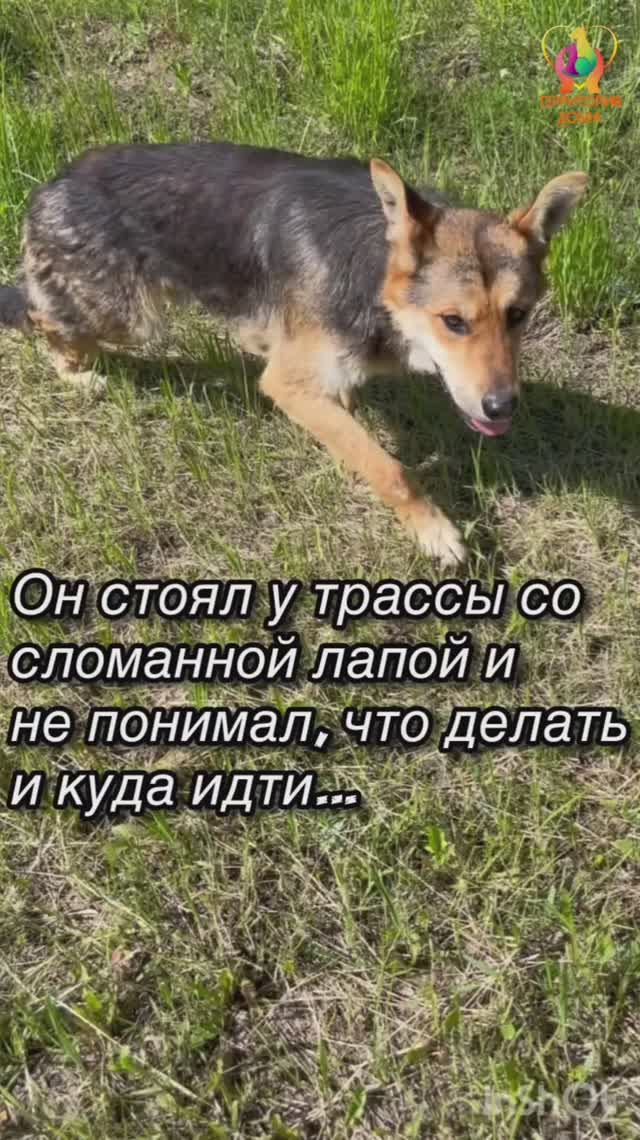 Как быть? Когда нет мест, нет работников, нет денег, но есть собака в беде, которой нужна помощь.