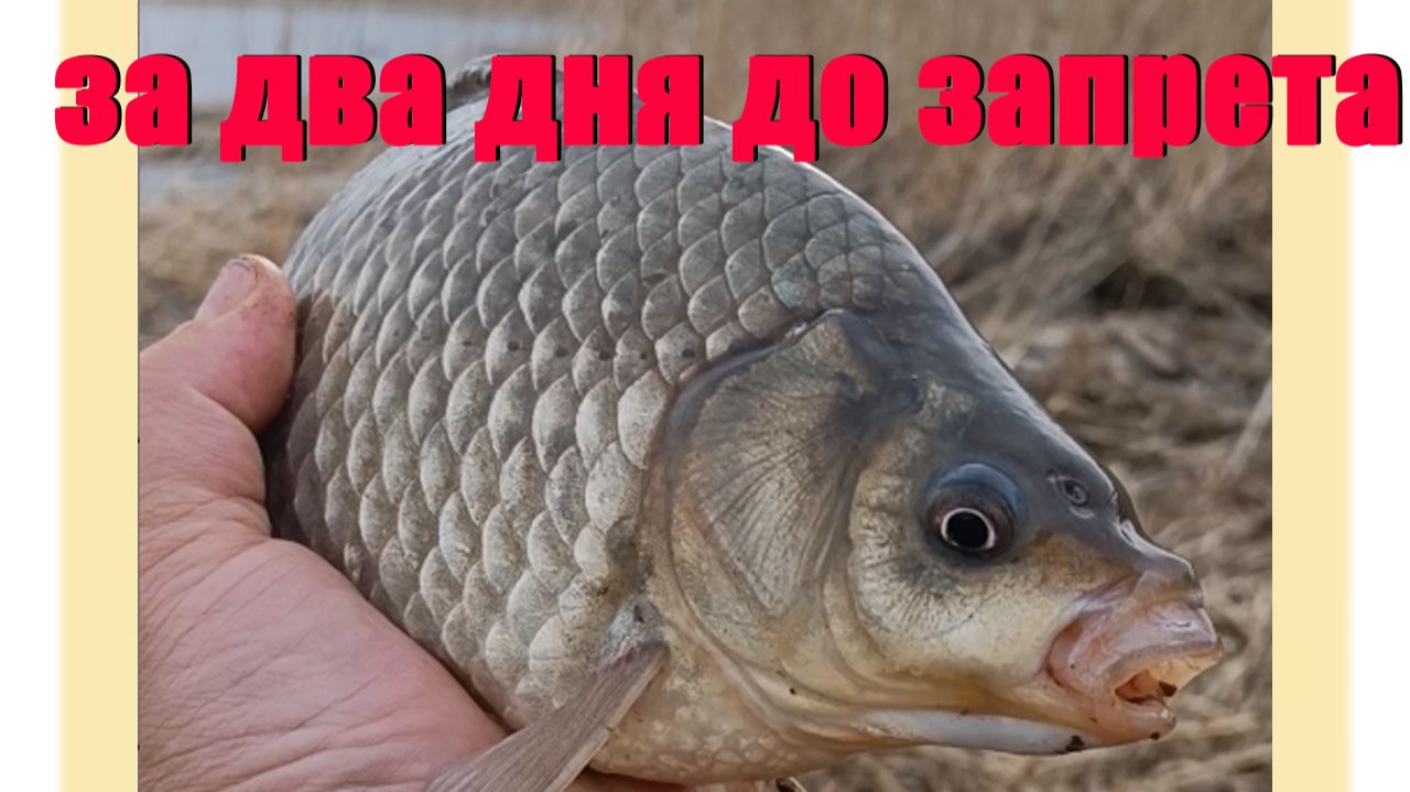 Карась за два дня до запрета