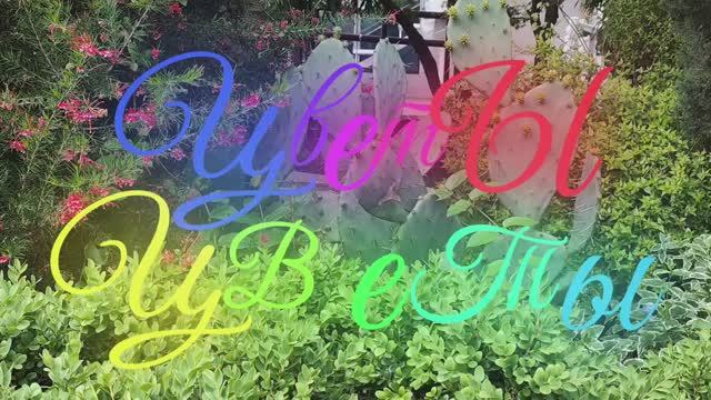 28.05.26🌹Сочи 🎉Восторг🌹Цветы