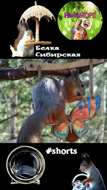 Белка увлеченно ест на кормушке-бабочке