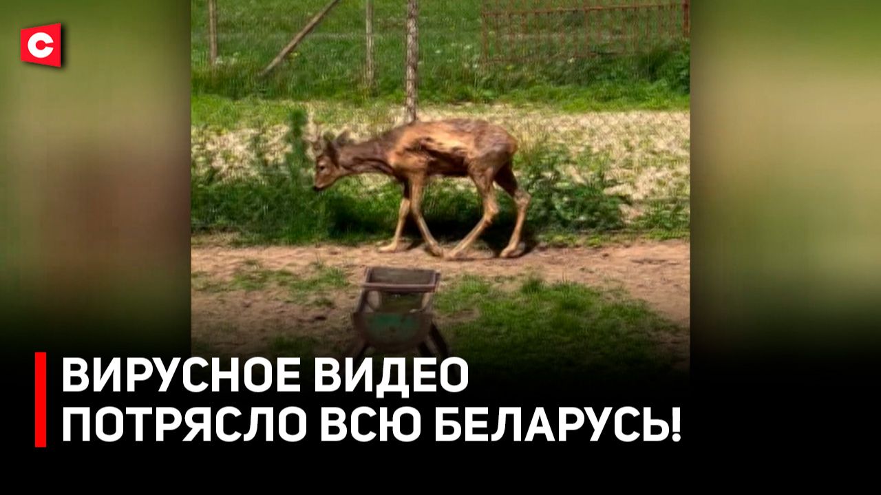 «ЭТО КОНЦЛАГЕРЬ!» Шокирующая правда о «Дукорском маёнтке»! Что делали с животными? | Итоги проверки
