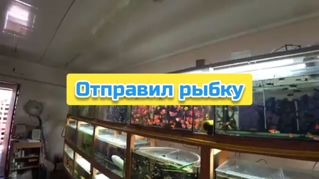 Отправил рыбку