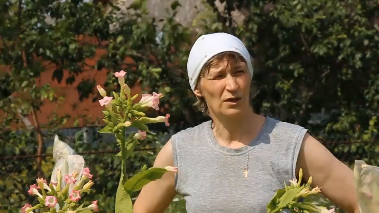 ВЫРАЩИВАНИЕ ТАБАКА НА ОГОРОДЕ 5 лет назад. Составление начинки сигар «Сады порока» 5 сезон 3-2 серия