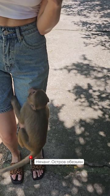 Остров обезьян в Нячанге  #travel #monkeysisland #нячанг