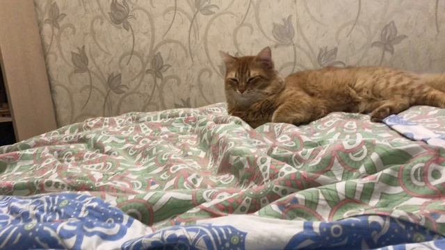 Мурыш воплощение плохого кота!
