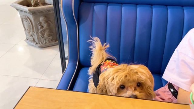 VLOGMAS_ КУПИЛИЩенку КЛЕВЕРУУГГИ 🐶 ПервыйСНЕГ ⛄ ПОСЛЕДНИЙ Новогодний ШОППИНГ🎄 Валенсия Лаки Лайф🍀