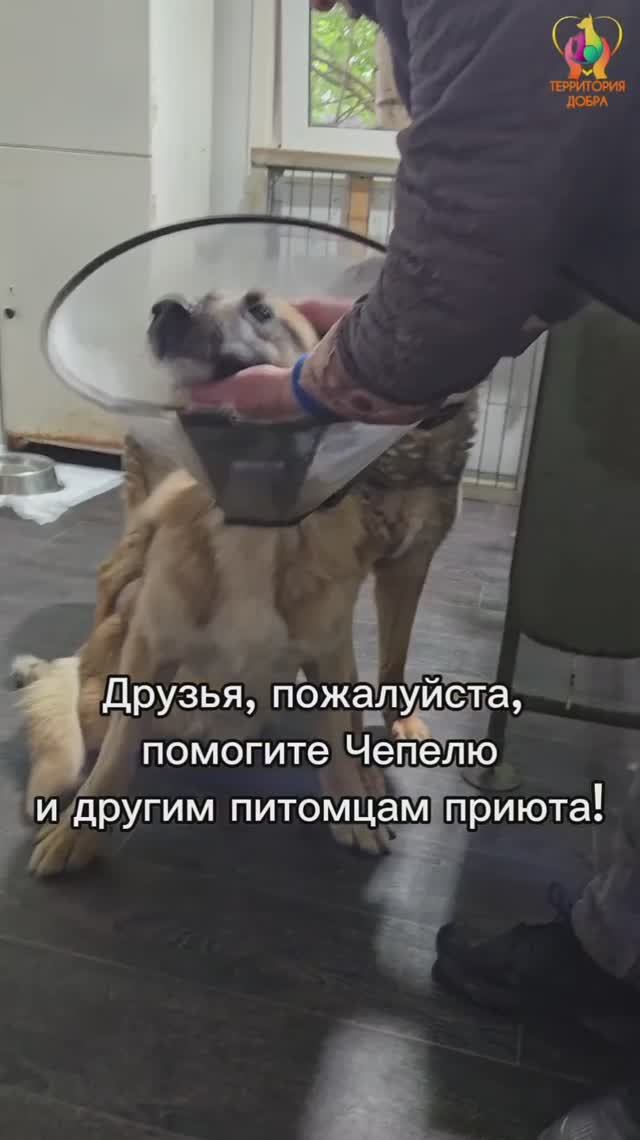 Друзья, ситуация SOS!
У Чепеля, инвалида–спинальника, открылся свищ, нужна операция!