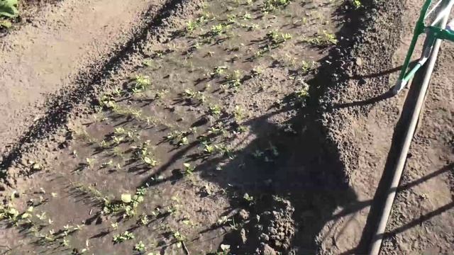 Как пропалывать грядки