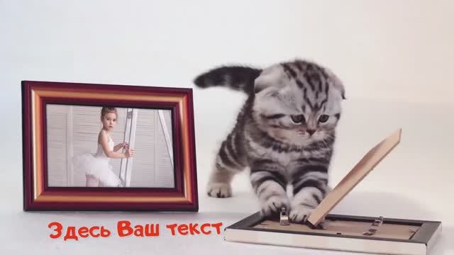 Слайд шоу для ребенка «Забавные котята»_1021