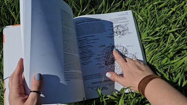 Как устроено наше тело. Всё в мельчайших деталях