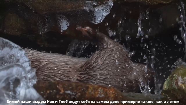 Наш рассказ об обыкновенных выдрах московского зоопарка. Очень интересный видос про животных.