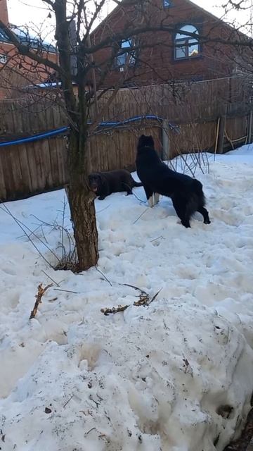🌿 Наша САО Яшма 🌸 дома 🏠❗Пост в описании 🎥 #dog #собака #animals #алабай #сао #любовь #счастье