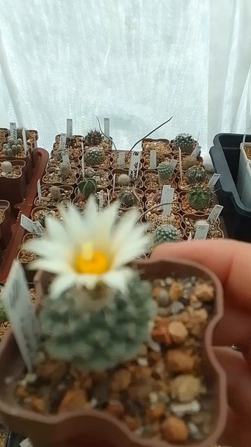 Стромбокактус , Strombocactus disciformis