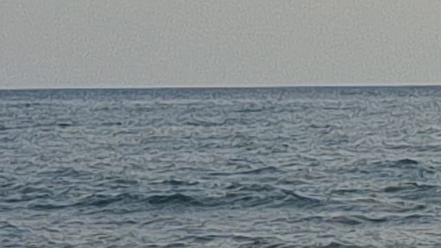 Дельфинчики в Анапе крупным планом🐬