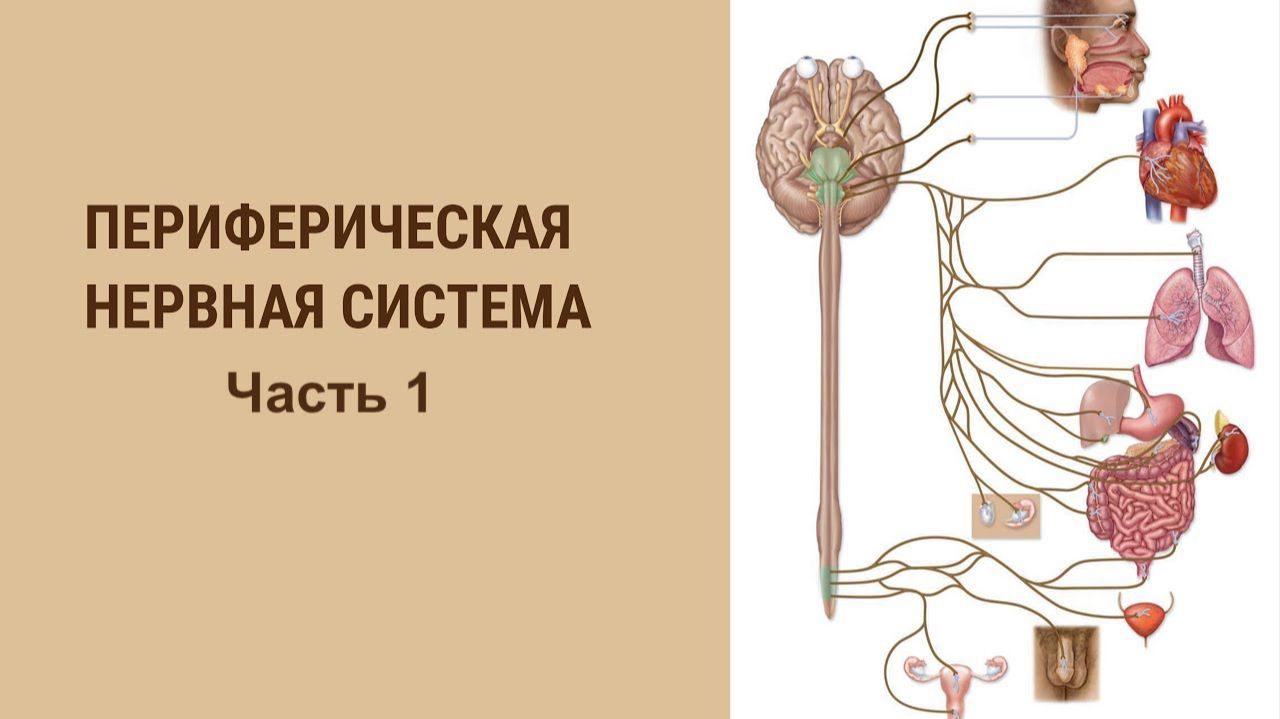 Аппарат Импловит «Катушка Мишина». Невриты, невралгии, нейропатии ч1