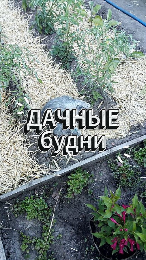 Дачные будни