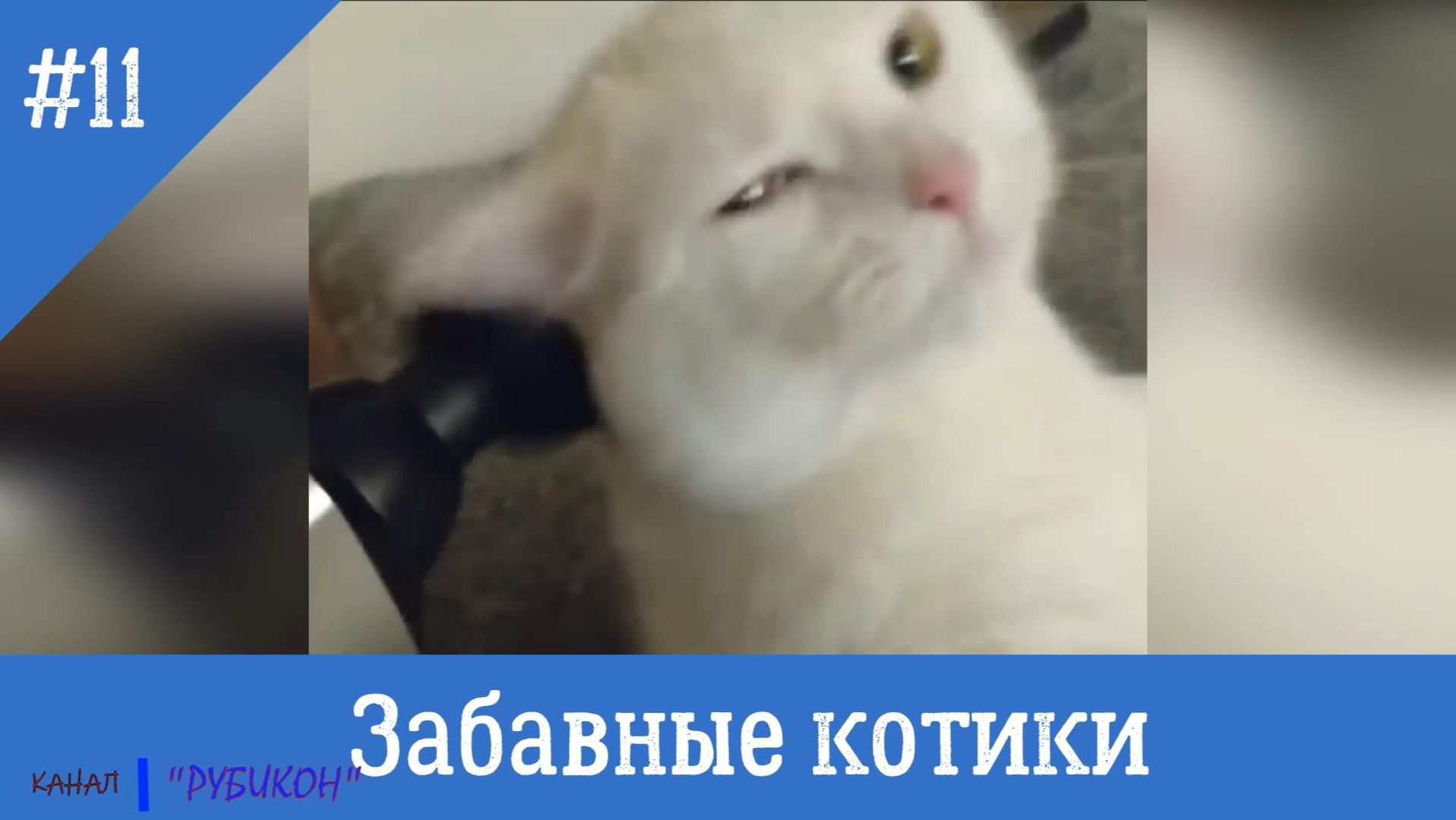 Забавные котики #11. Самые смешные видео с котами и кошками.