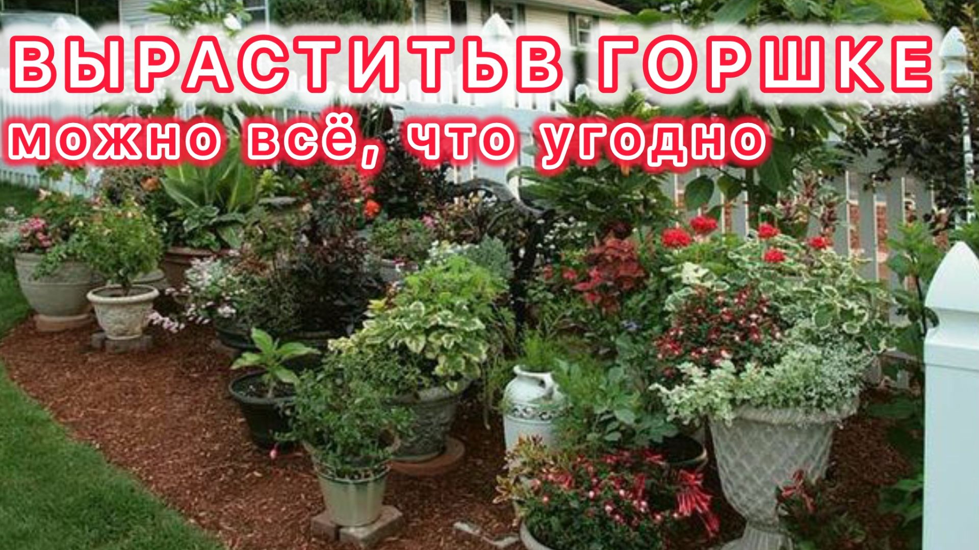 В горшке можно вырастить всё что угодно, не только розы.