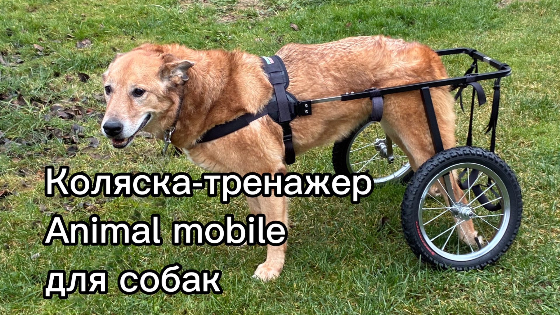 Коляска для собак